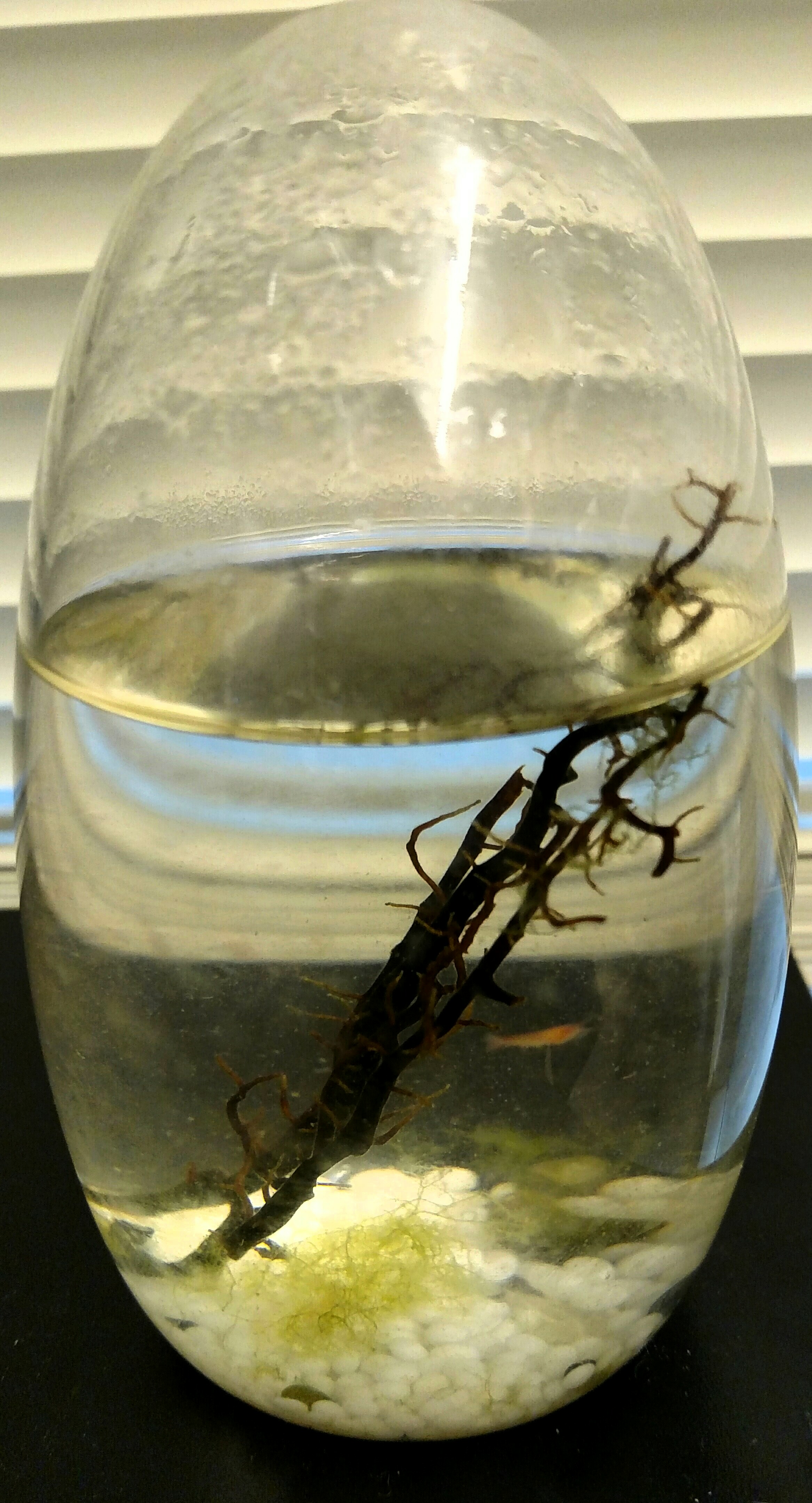 The science of enclosed ecosystems | P. A. Kramer