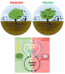 The science of enclosed ecosystems | P. A. Kramer